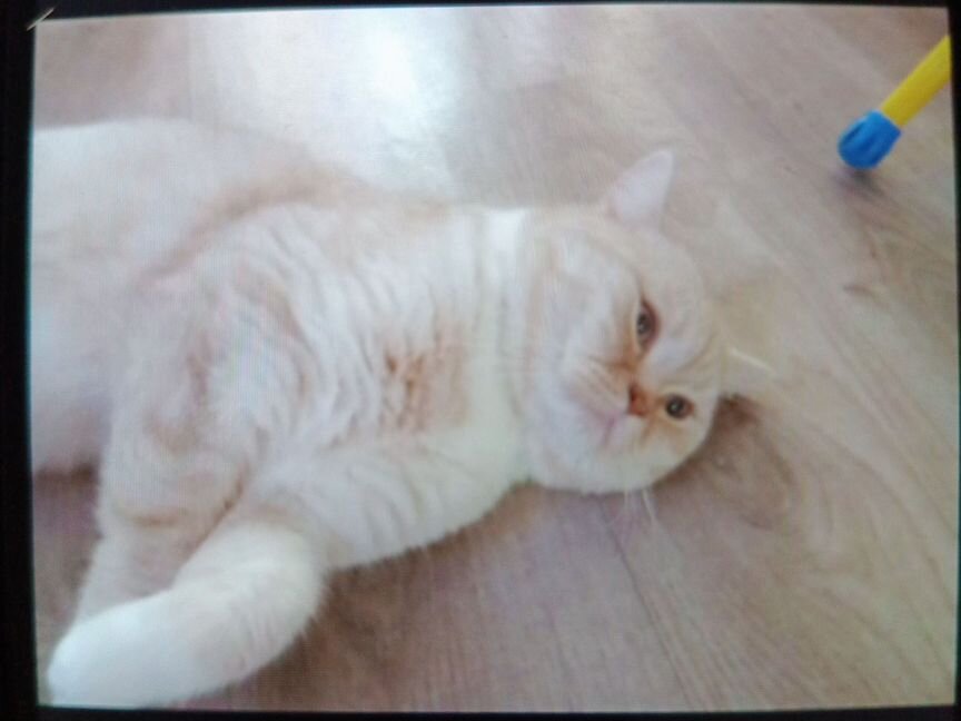 Британский кот