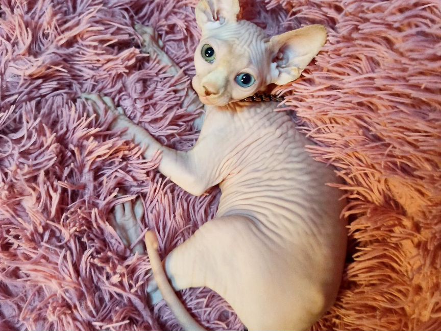Канадский сфинкс котенок