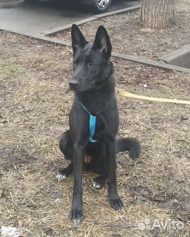 Собака Эмма в добрые руки