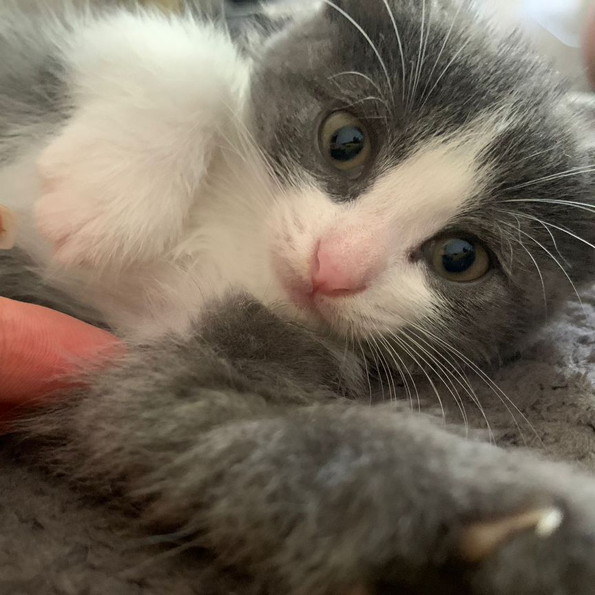 Британские котята