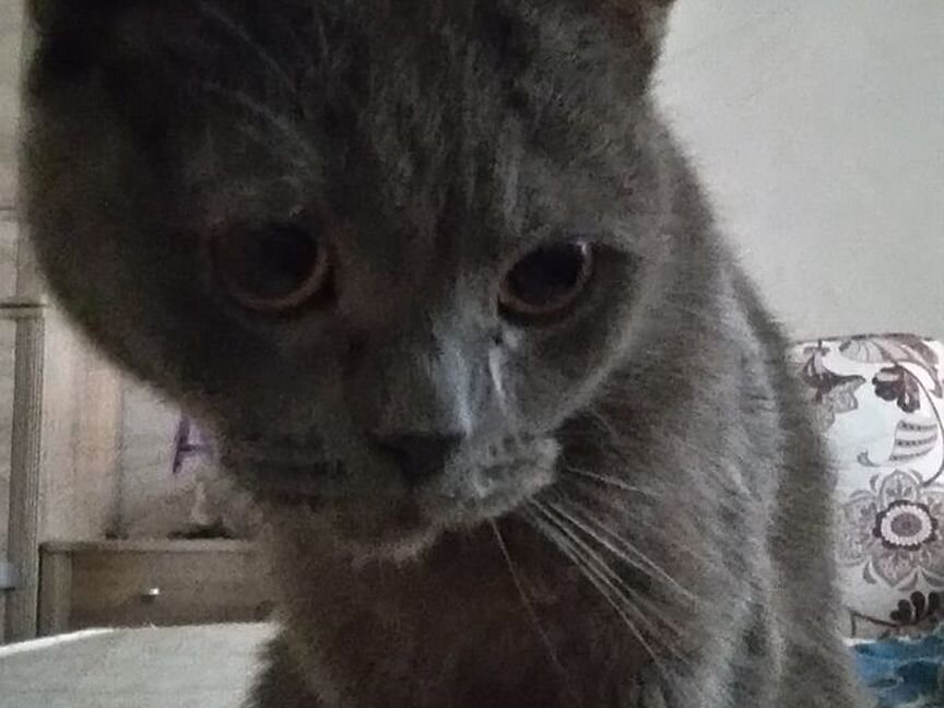 Вислоухая британка, отдам за спасибо