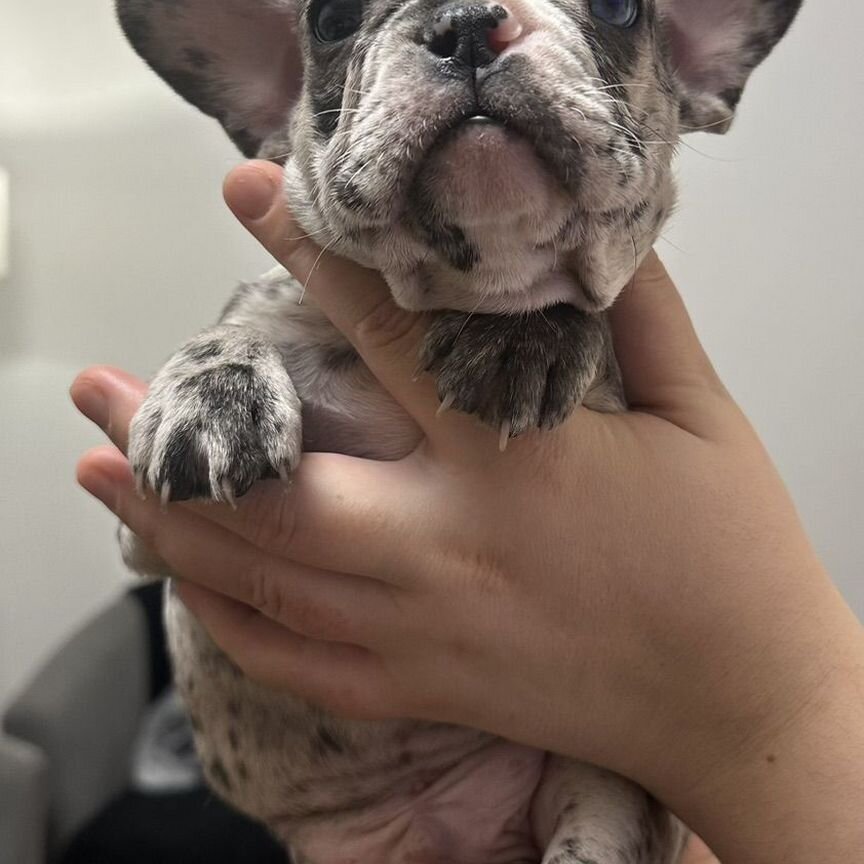 Французский бульдог, щенок