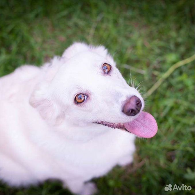 Белый ангел в добрые руки