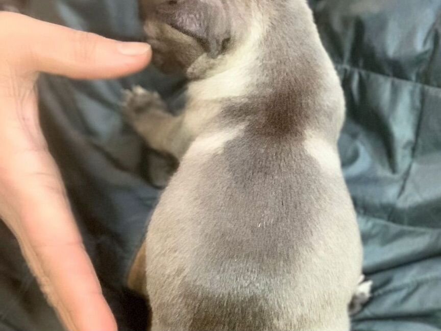 Чихуауа Волшебный Волчий Серебрянный Димон