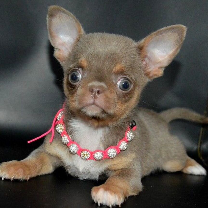 Чихуахуа, щенок