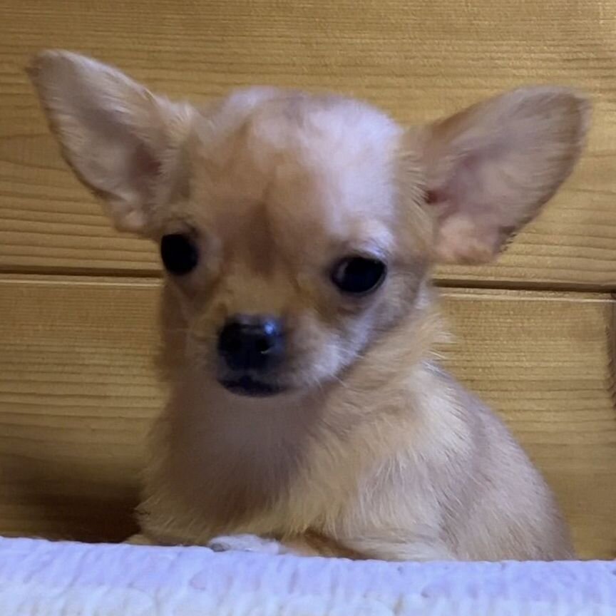 Чихуахуа, щенок