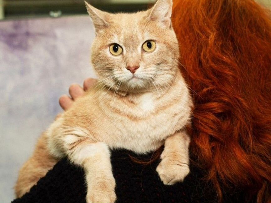 Котик в добрые руки