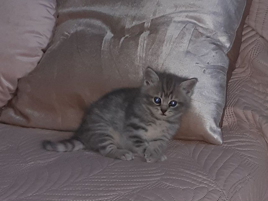 Шотландские котята