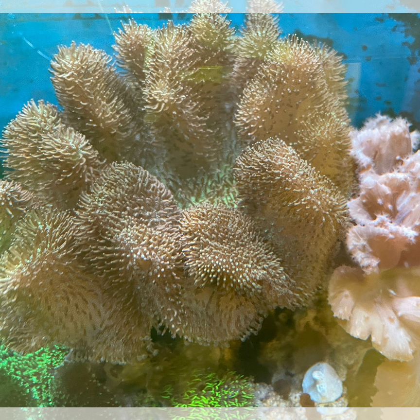 Морские кораллы