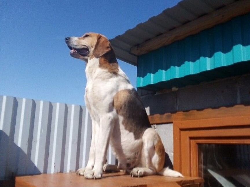 Щенки русской гончей