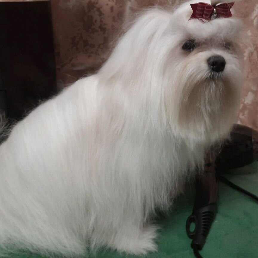 Мальтийская болонка, взрослый пёс