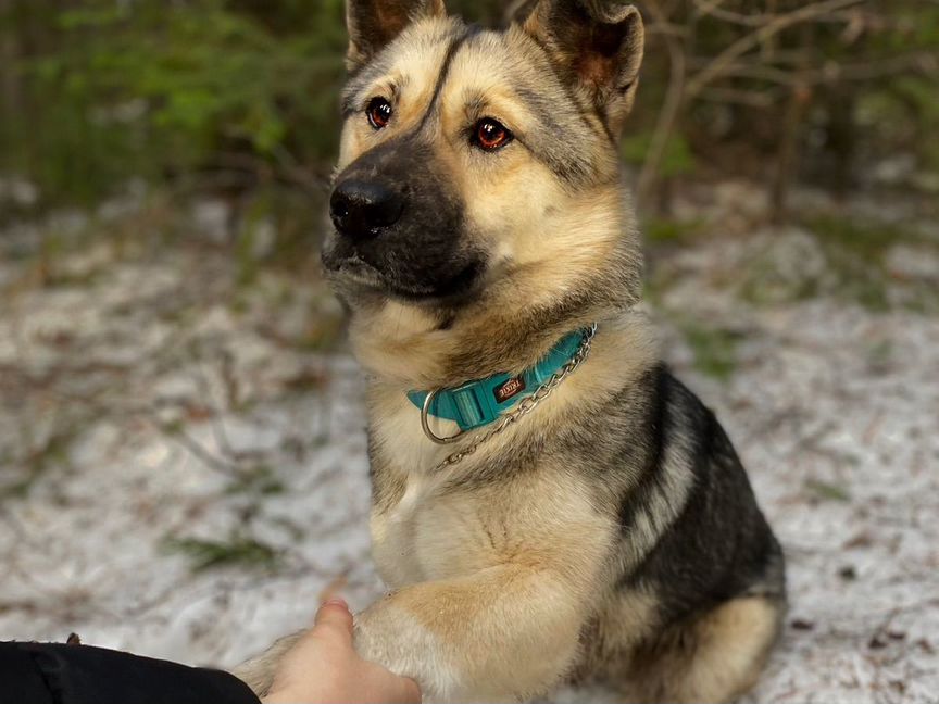 Щенок в добрые руки бесплатно