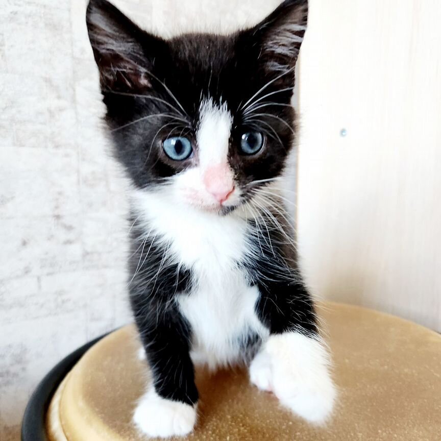 Котёнок малыш чернобелый