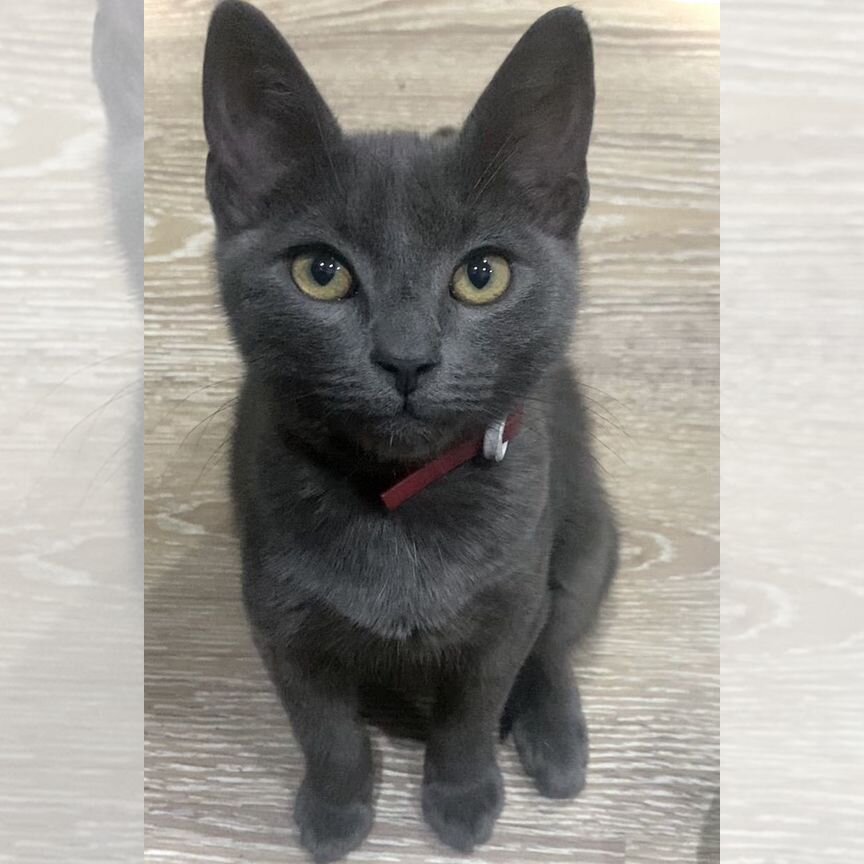 Русский голубой котёнок