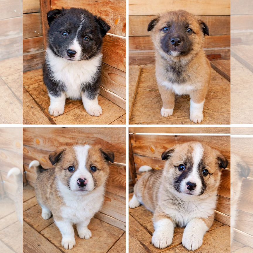 Щенок в добрые руки