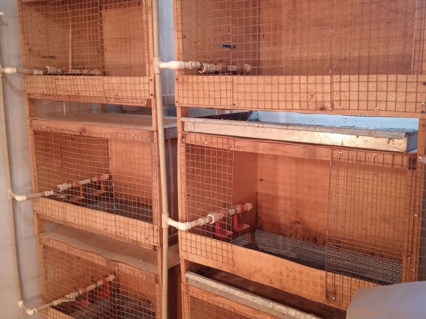 Брудера для цыплят