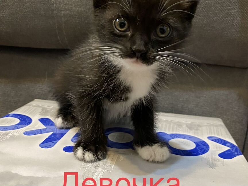 Кошки в добрые руки