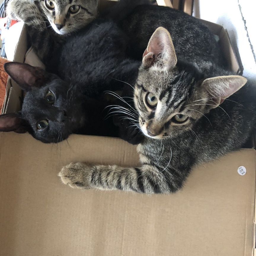 Котятя в дар