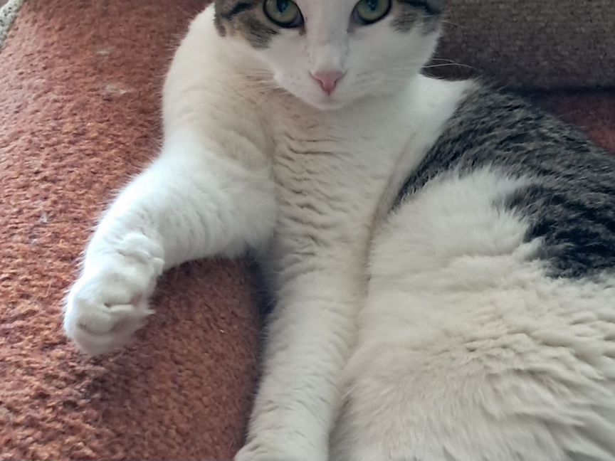 Кошечка серая с белым бесплатно