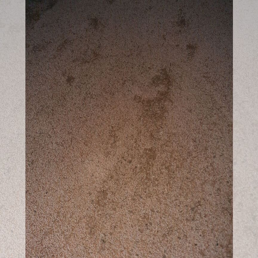 Горох на корм животным