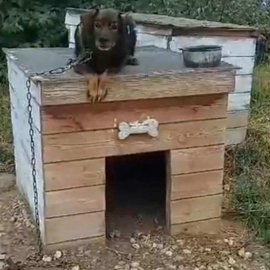 Домашние животные собаки
