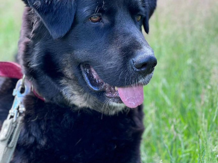 Пауладобрая собака из приюта ищет дом