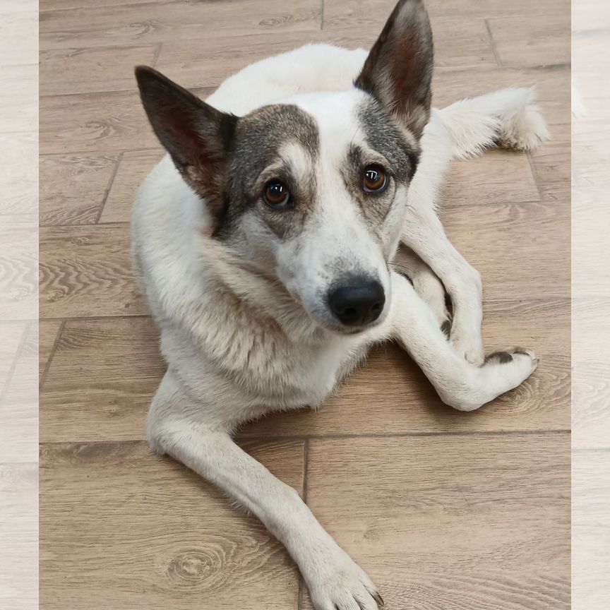 Западносибирская лайка, взрослая собака