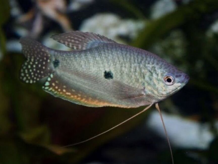 Гурами двуточечный, гуппи эндлера