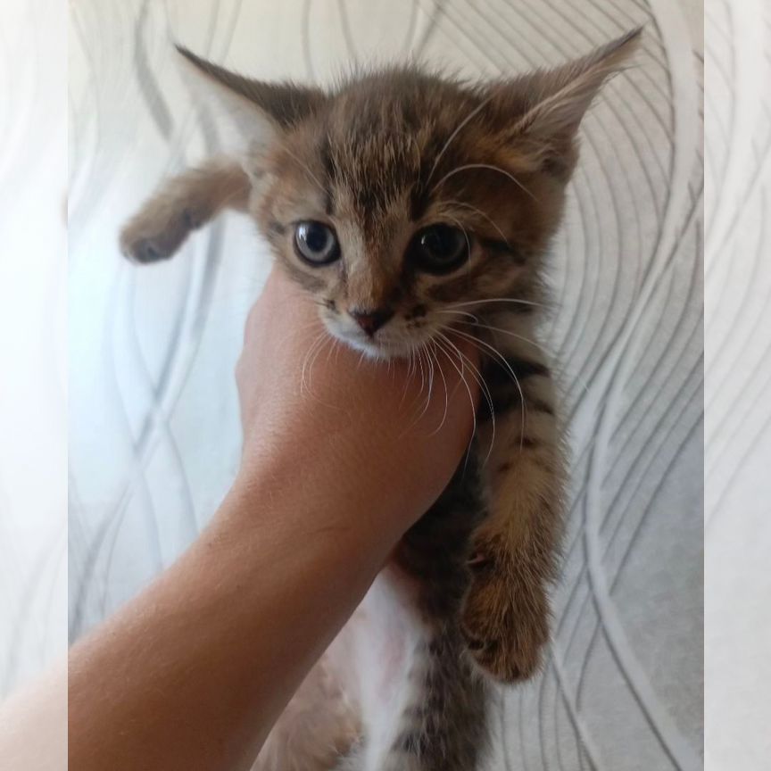 Котёнок в добрые руки