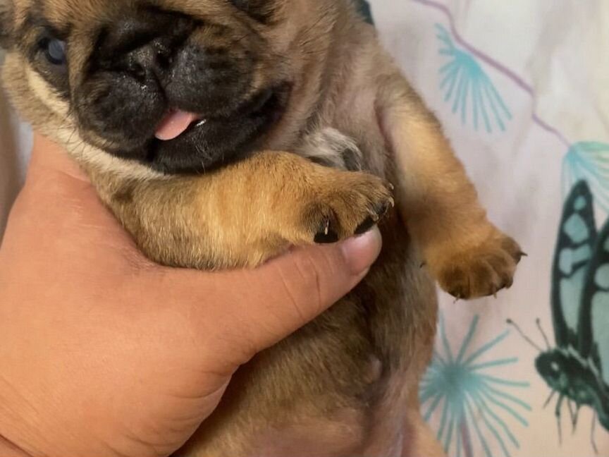 Пти брабансон девочка