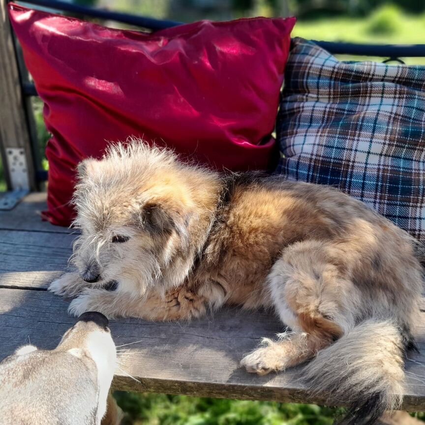 Маленькая собака в добрые руки