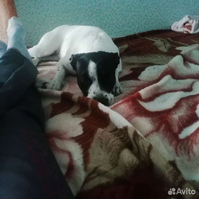 Пристраевается собака добрая, ласковая