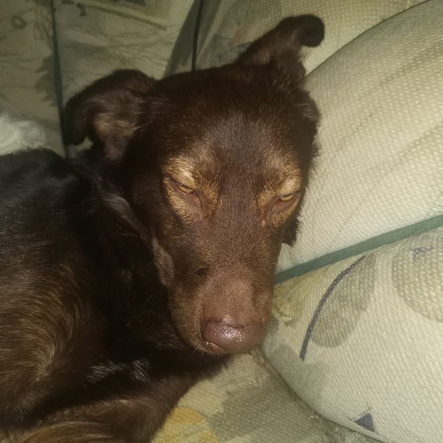 Отдам в добрые руки