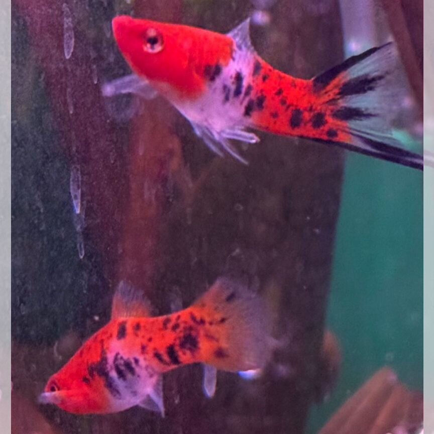 Меченосцы кои