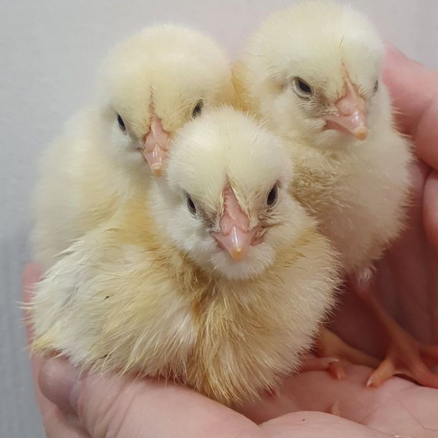 Цыплята бройлеры