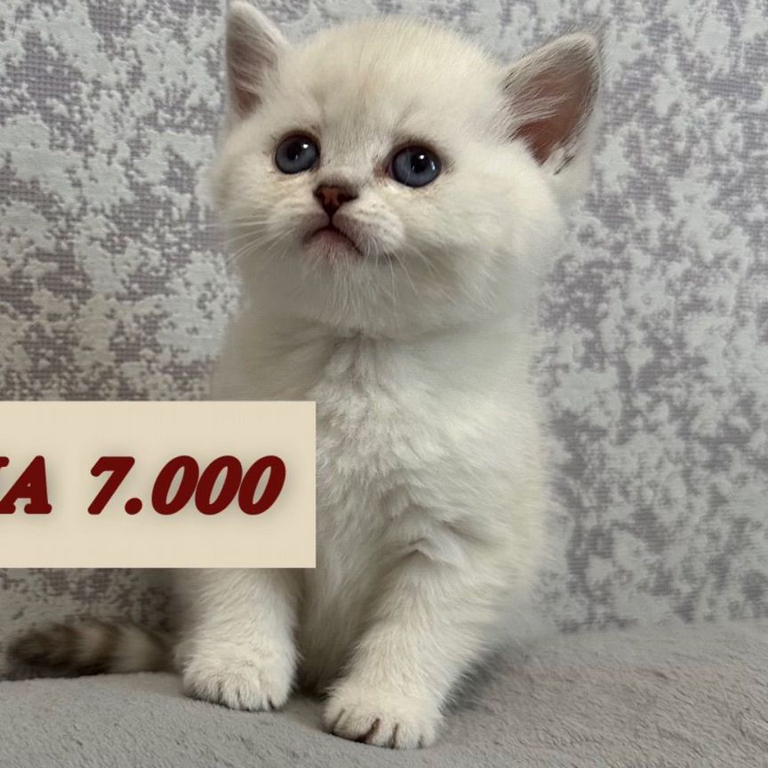 Британский короткошёрстный котёнок