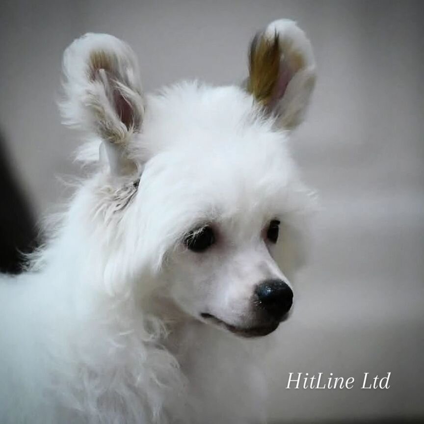 Китайская хохлатая щенки мини