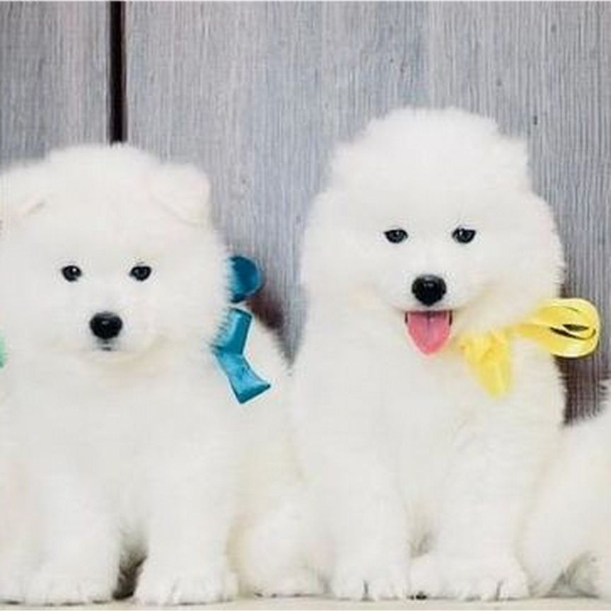 Лучшие детишки самоеды