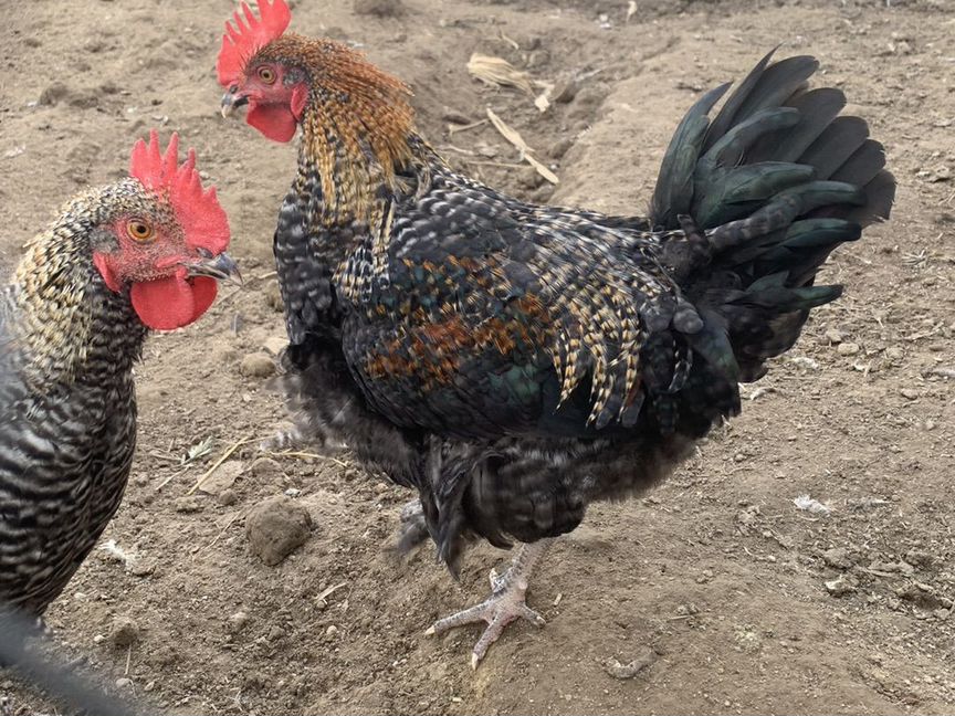 Молодые петушки и индоутки
