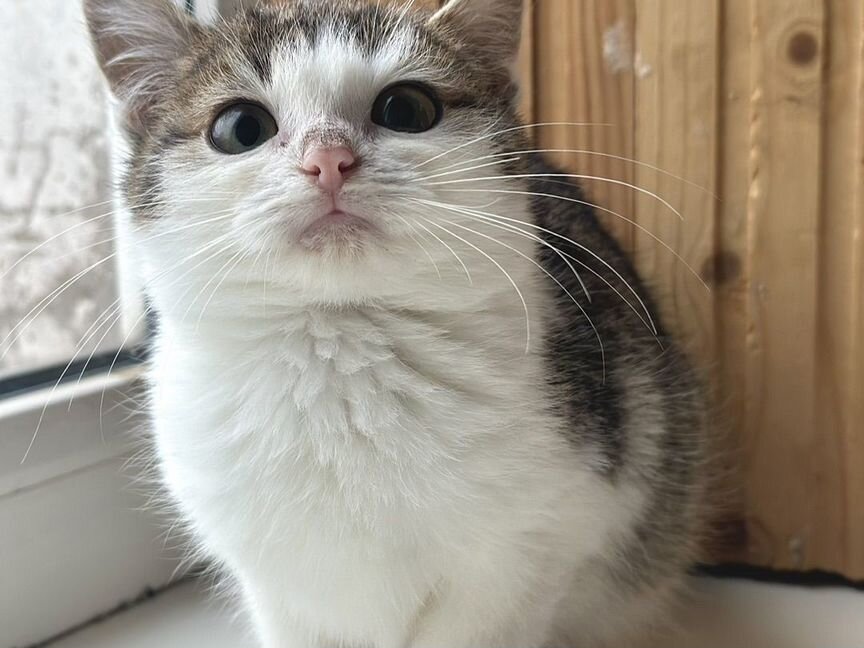 Котенок Вжик