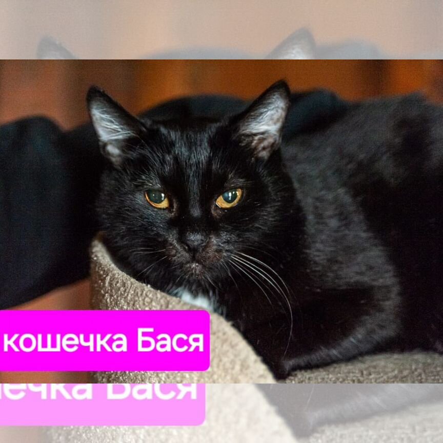 Взрослая кошка в добрые руки