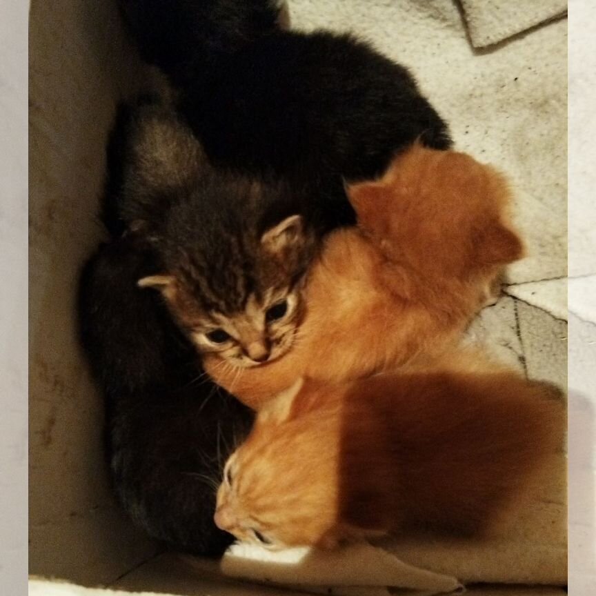 Котята