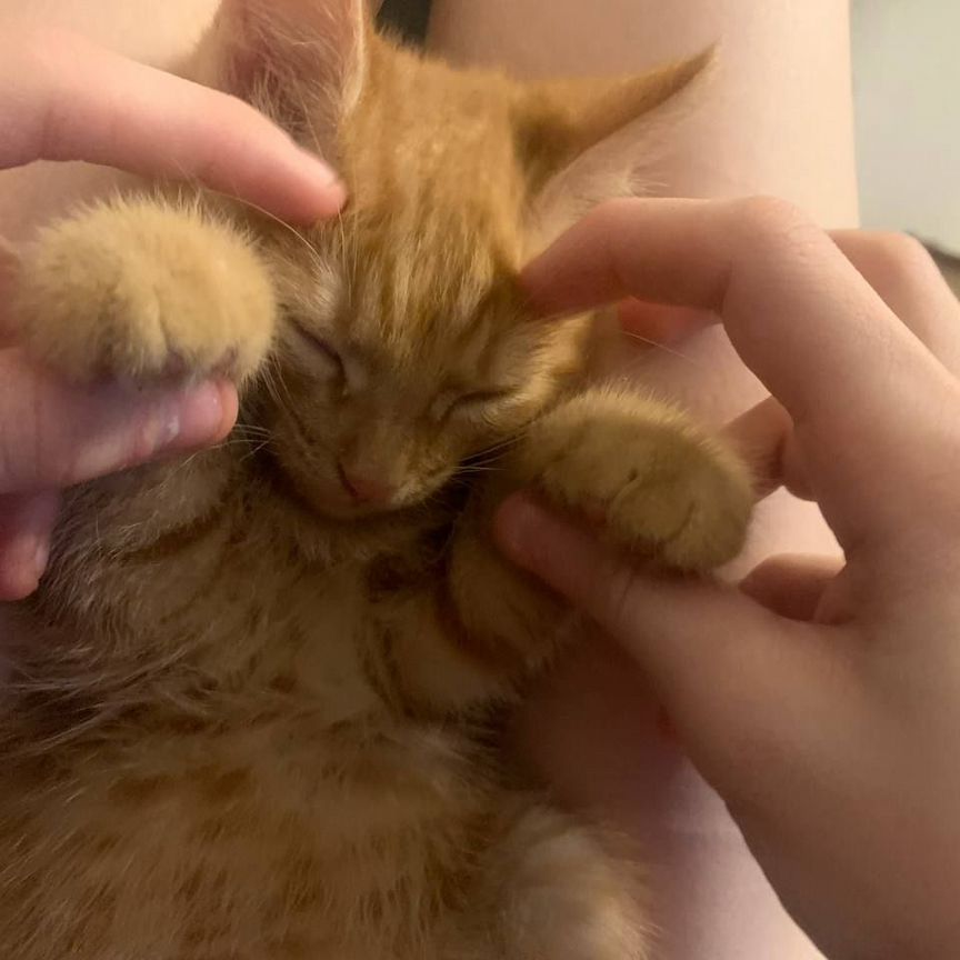 Отдам в добрые руки