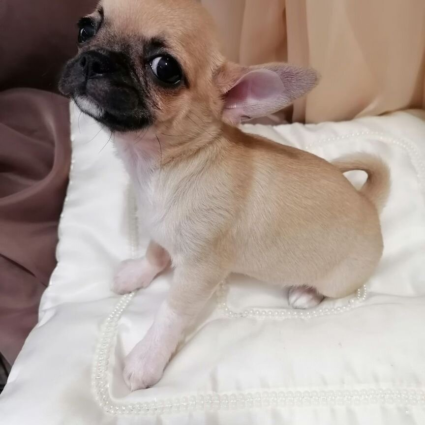 Щенки чихуахуа