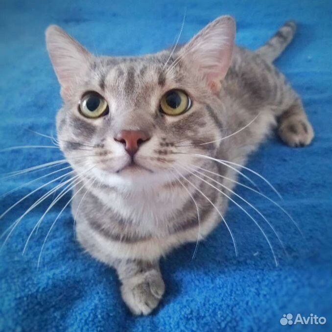 Трёхлапый котик ищет добрых хозяев