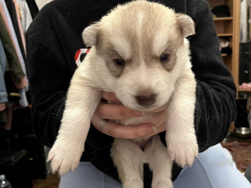 Сибирский хаски