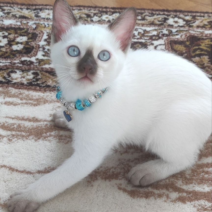 Тайский котёнок