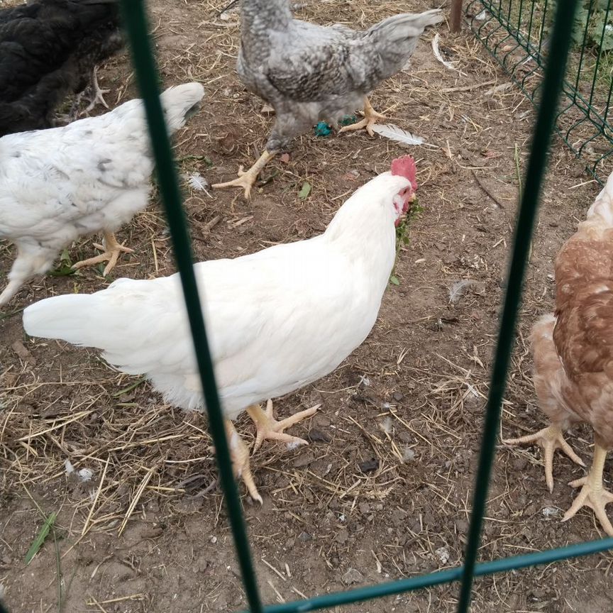 Продам Петухов