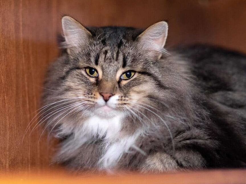 Инжир ищет дом