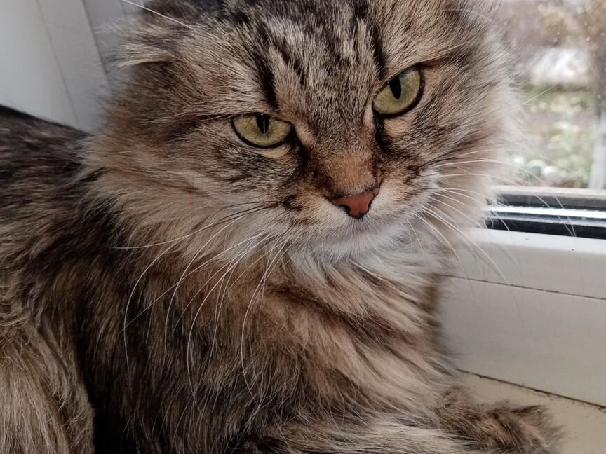 Кошка в добрые руки